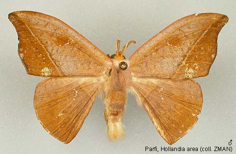 Papua Insects Foundation (Lepidoptera/Drepanidae/Drepaninae: Oreta ...